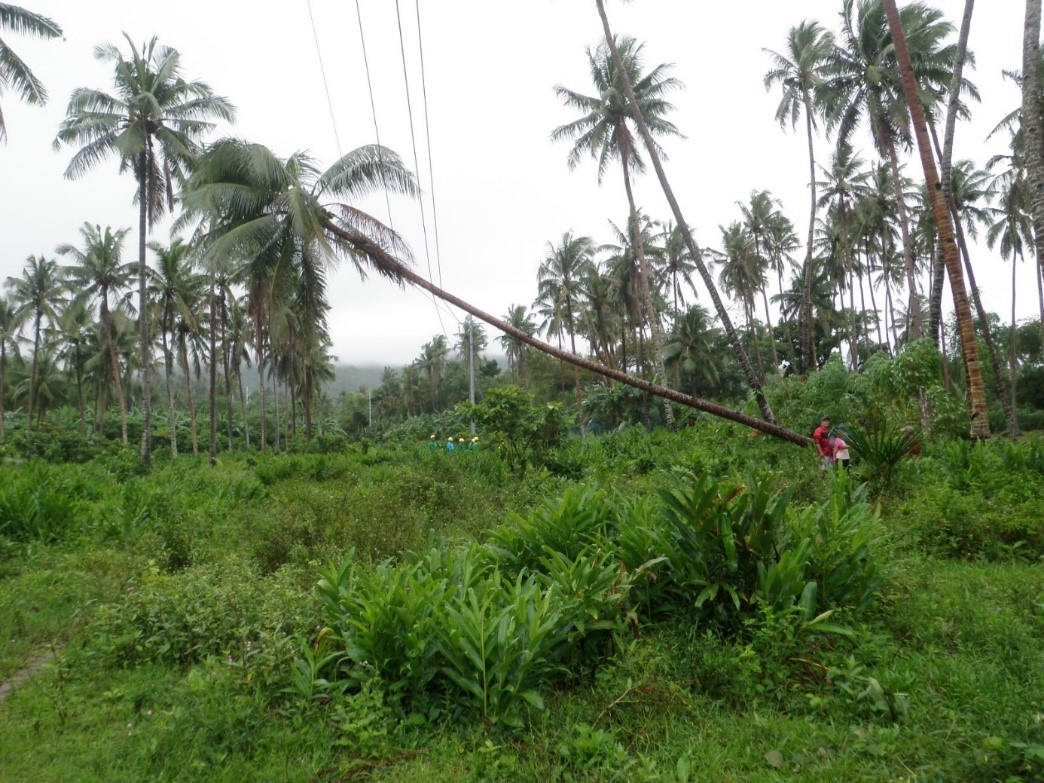ROW violations threaten power reliability in Leyte and Samar - National ...